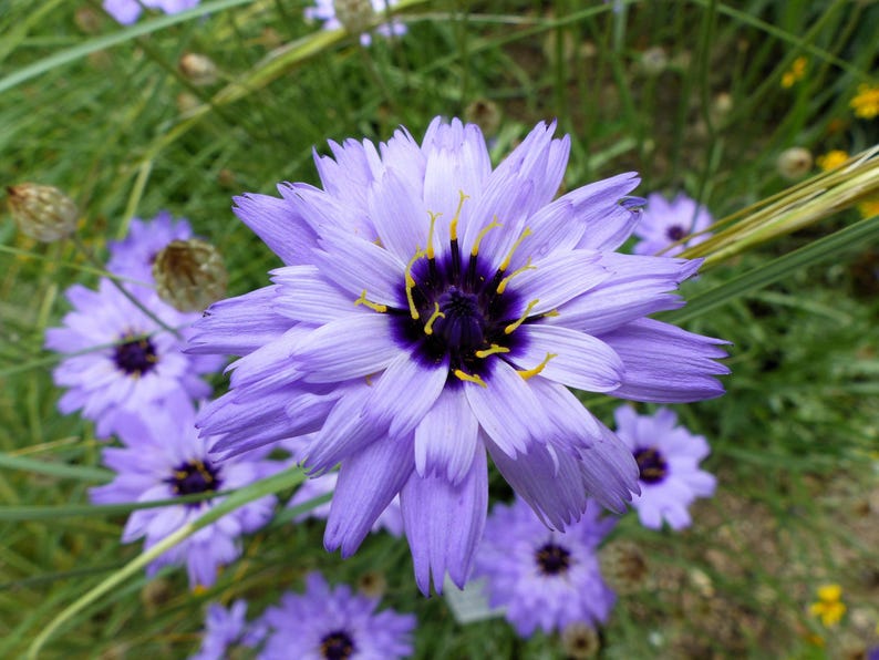 20 Blue CUPIDS DART Aka ' LOVE Plant ' Catananche Caerulea Flower Seeds ...