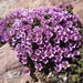 50 PURPLE ROBE SAXIFRAGA Saxifraga Arendsii Moss Rockfoil Evergreen ...