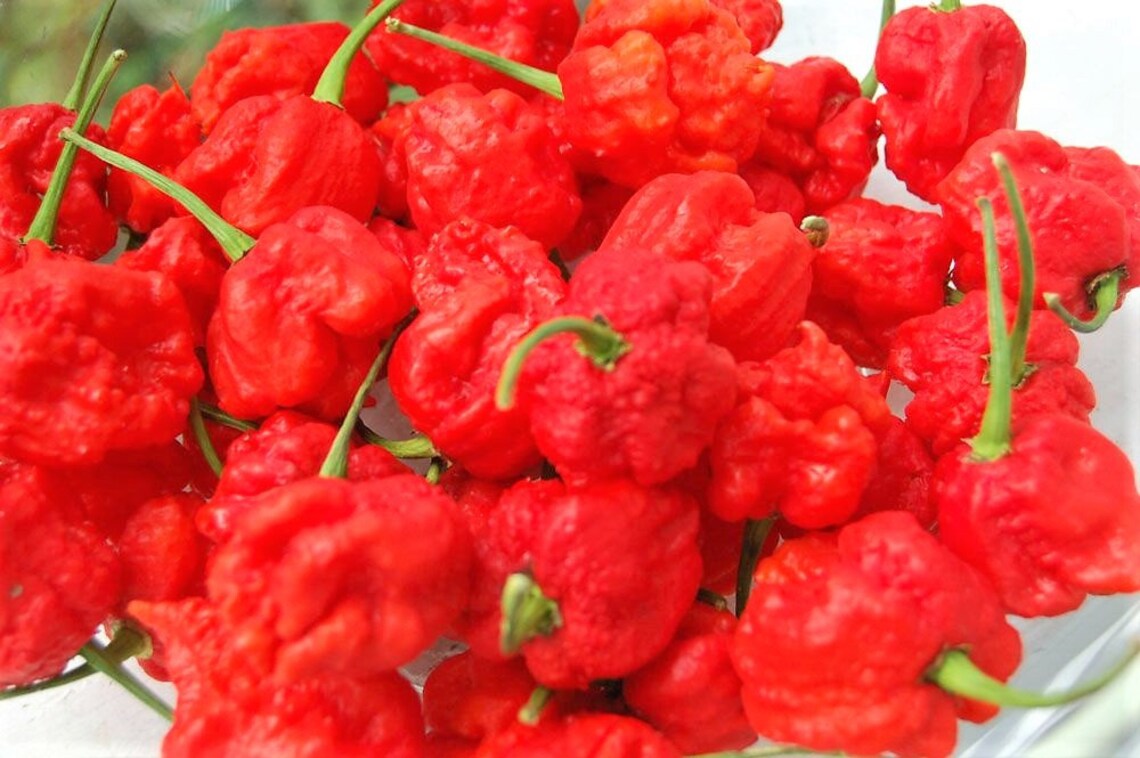 10 Red CAROLINA REAPER PEPPER World's Hottest Capsicum | Etsy