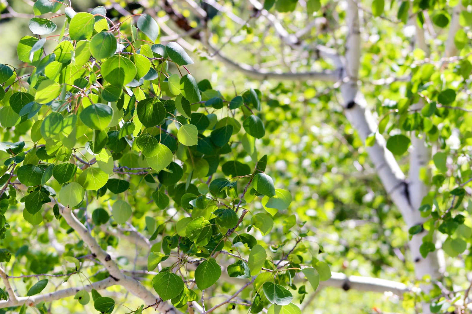 50 Golden QUAKING ASPEN TREE Populus Tremuloides White Bark Yellow Fall ...