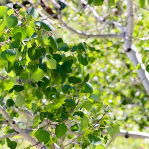 50 Golden QUAKING ASPEN TREE Populus Tremuloides White Bark Yellow Fall ...
