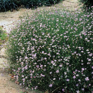 50 Light Pink TUNIC FLOWER Coat Flower Petrorhagia Saxifraga Saxifrage ...