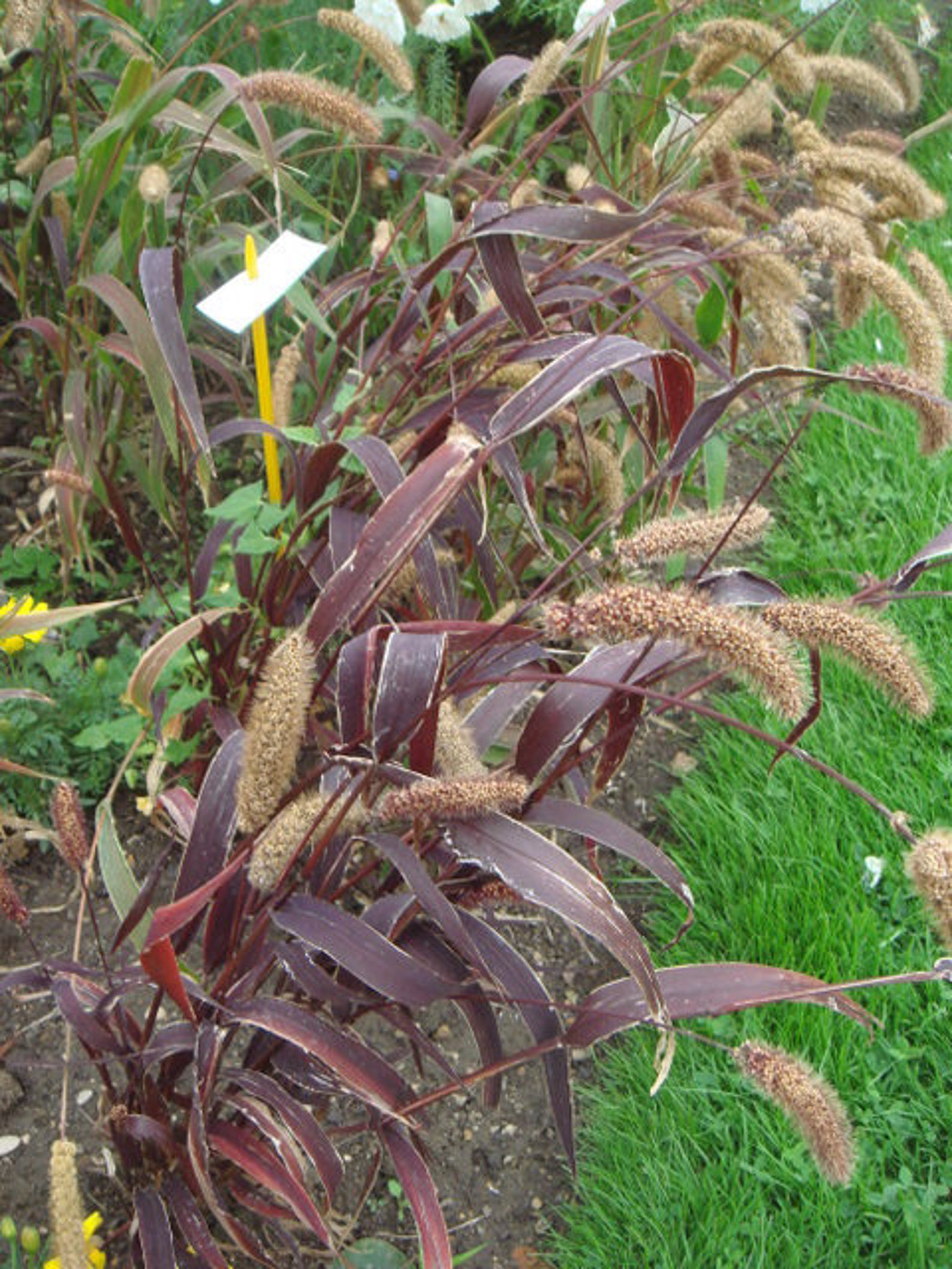 25 RED JEWEL MILLET Setaria Italica Ornamental Grass Flower - Etsy