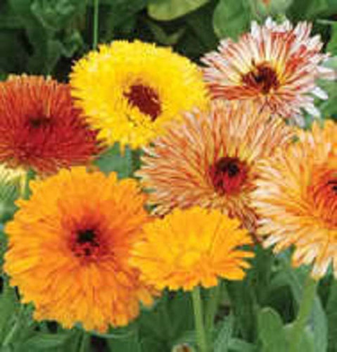 500 Mixed Colors FANCY MIX Pot MARIGOLD Calendula Officinalis - Etsy