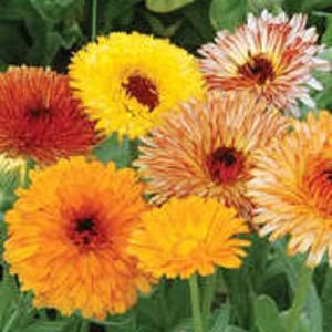 500 Mixed Colors FANCY MIX Pot MARIGOLD Calendula Officinalis Flower ...