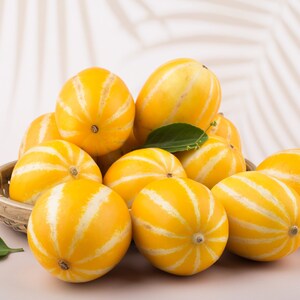 50 Early SILVER LINE MELON Cucumis Melo Yellow Striped Skin White Flesh ...