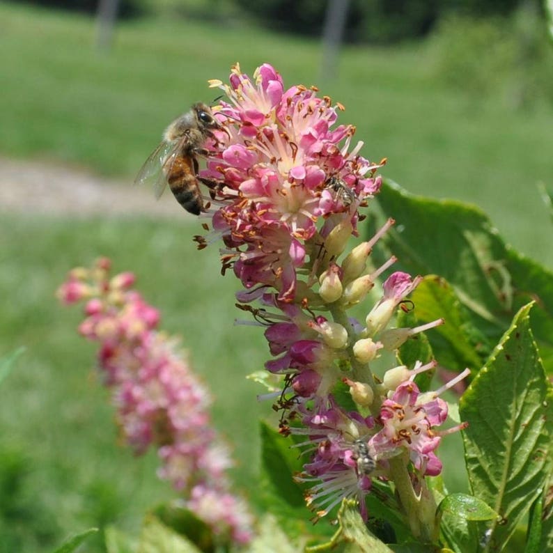 20 Pink SUMMERSWEET BUSH Clethra Alnifolia Rosea Fragrant - Etsy