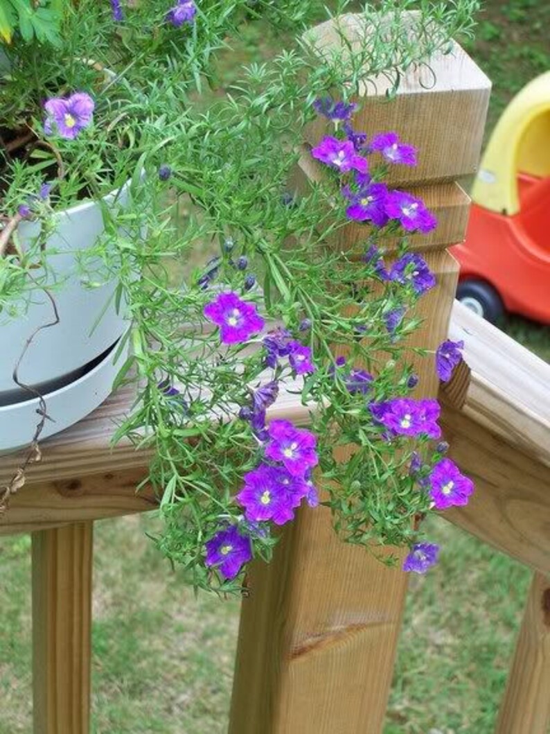 250 PURPLE Robe CUP FLOWER Nierembergia Hippomanica Caerulea | Etsy