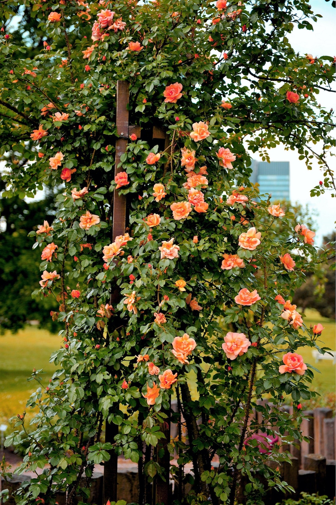 5 ORANGE CLIMBING ROSE Rosa Bush Vine Climber Fragrant Butterfly Flower ...