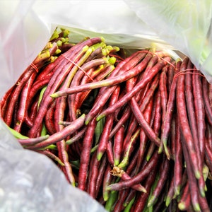 100 RED RIPPER COWPEA Cow Pea Southern Pea Vigna Unguiculata Legume ...