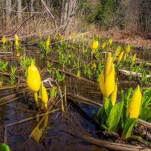 10 Yellow SWAMP LANTERN Moist Lysichiton Americanus Skunk Cabbage ...