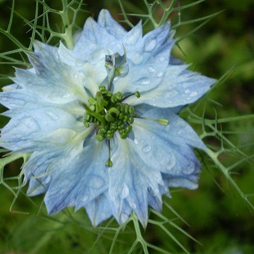 500 LOVE IN A MIST Miss Jekyll Blue Fennel Flower Nigella - Etsy