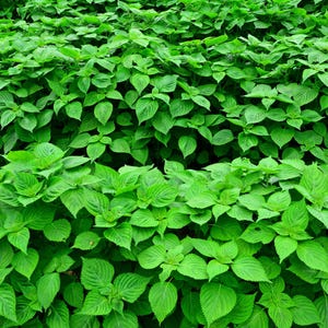 300 GREEN SHISO Aka PERILLA Frutescens Ornamental Herb Seeds Green ...