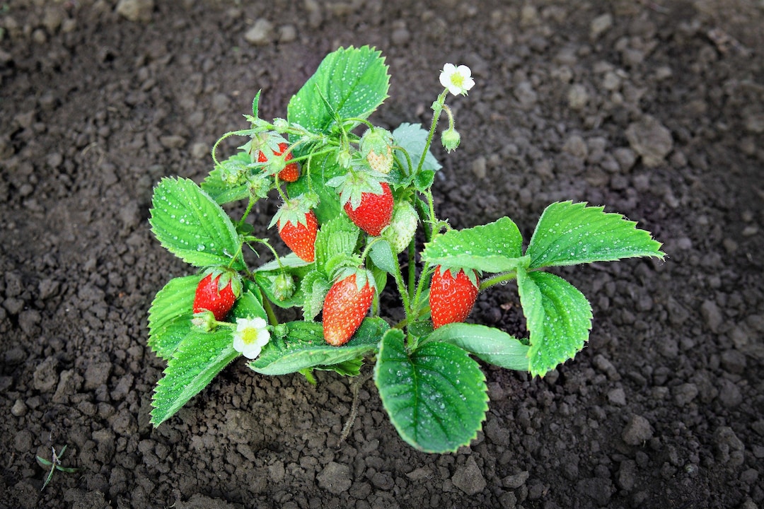 60 RUEGEN STRAWBERRY Everbearing Alpine Fragaria Vesca Red Berry Fruit ...