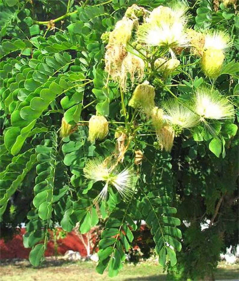 20 WOMAN'S TONGUE TREE White Mimosa Nectar Flower Albizia | Etsy