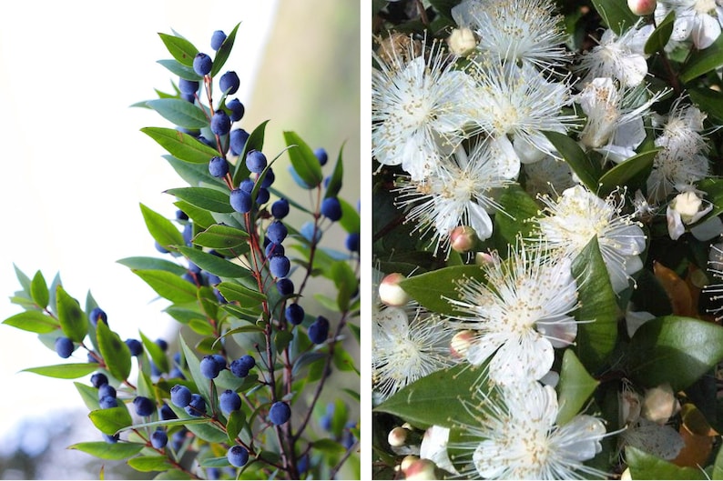 20 TRUE MYRTLE Myrtus Communis Aka Common & Sweet Myrtle Fragrant White ...