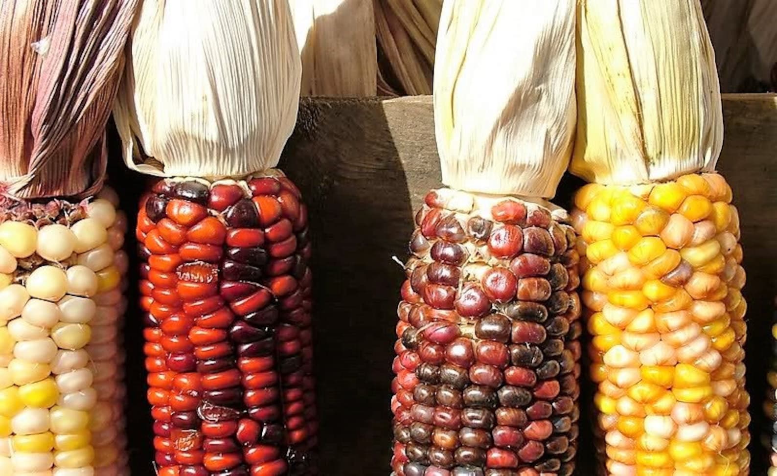 100 Ornamental INDIAN CORN WAMPUM Mixed Colors Zea Mays - Etsy