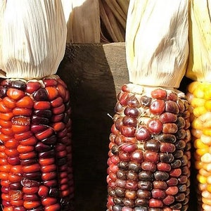 100 Ornamental INDIAN CORN WAMPUM Mixed Colors Zea Mays Vegetable Seeds ...
