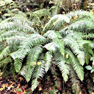 1500 Western SWORD FERN Giant Holly Swordfern Polystichum Munitum ...