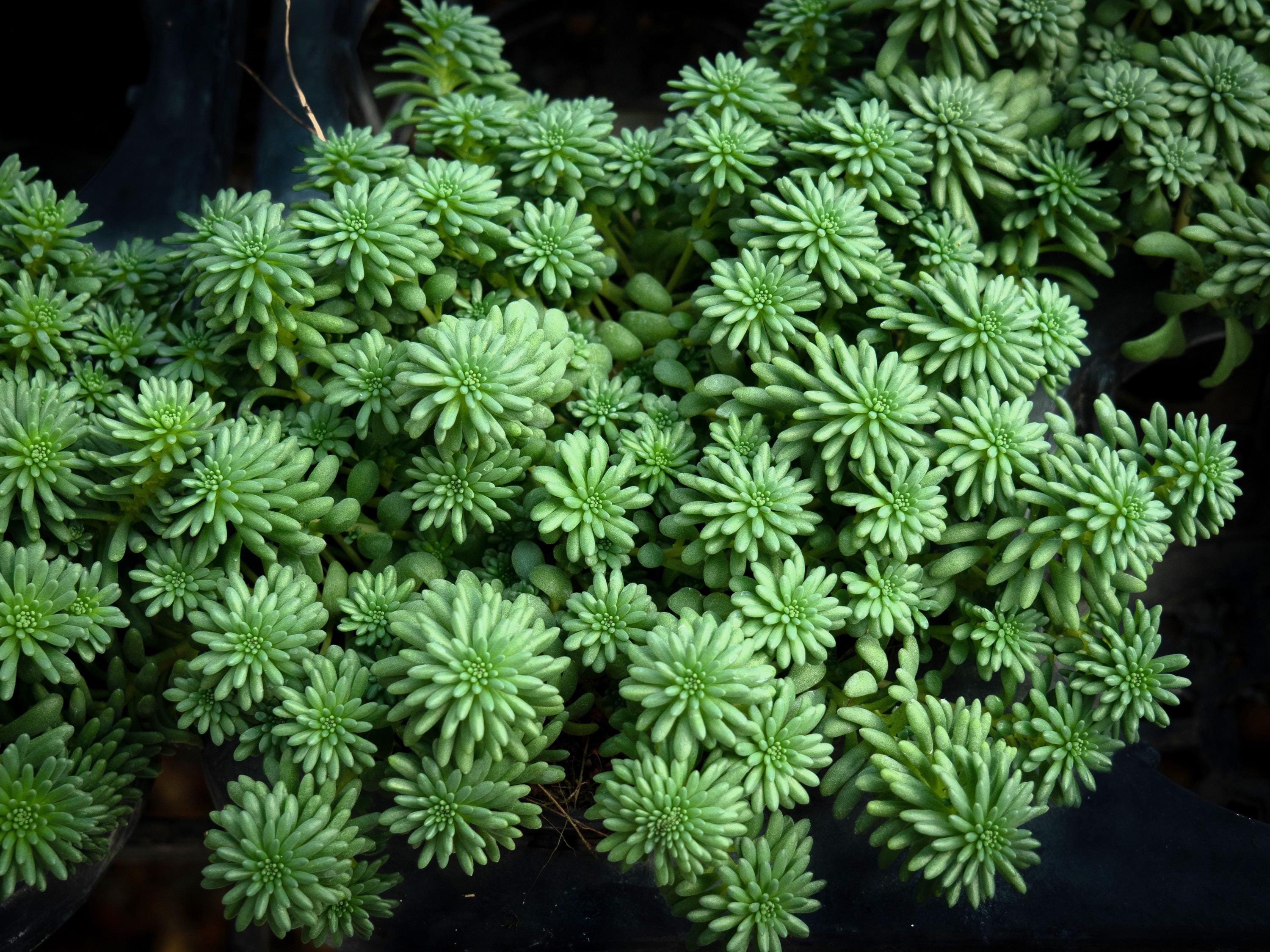50 SEASTAR / WIDOWS Cross SEDUM Sea Star Stonecrop Sedum Pulchellum ...