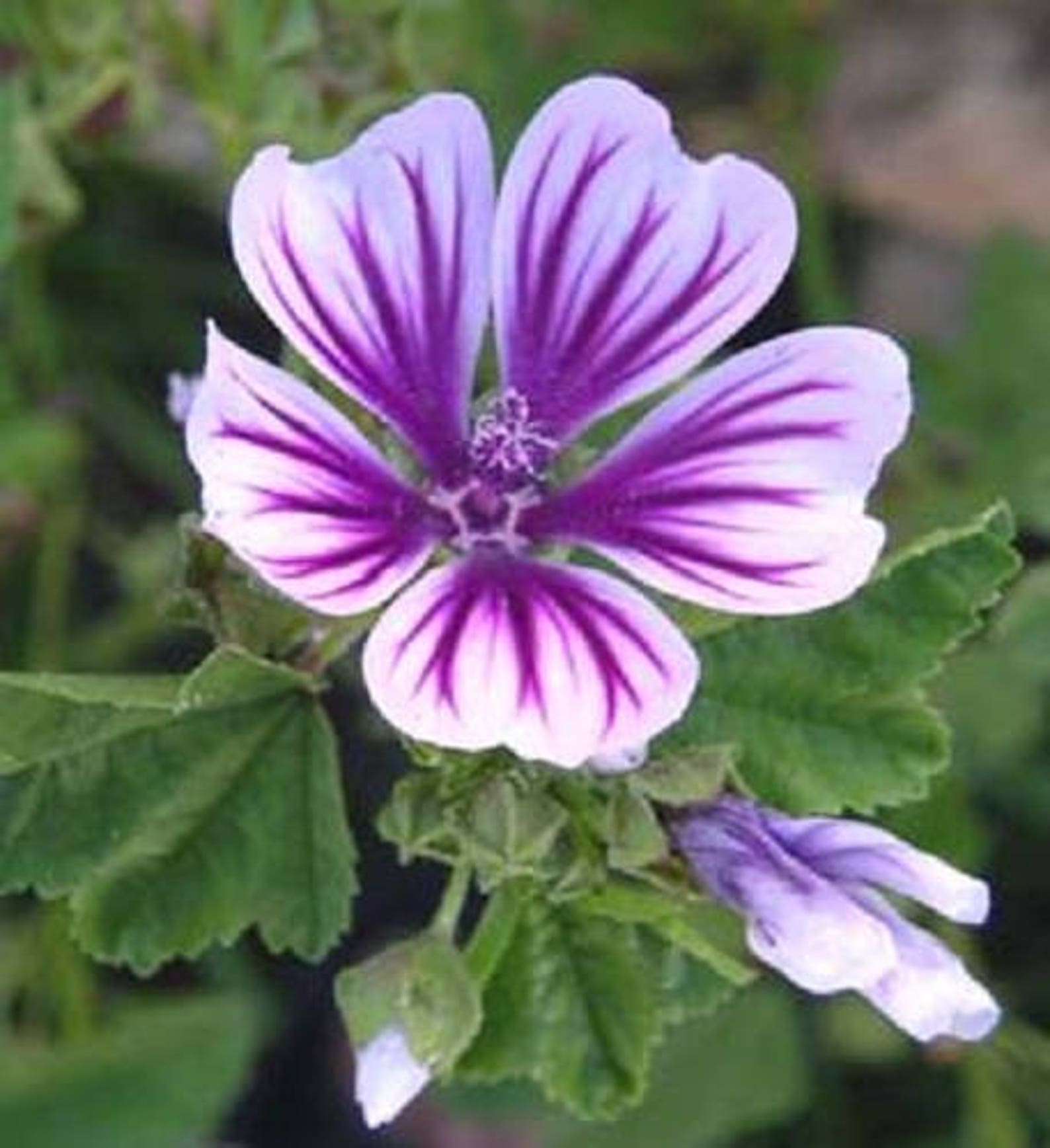 20 ZEBRA MALLOW Malva Sylvestris Var. Zebrina Flower Seeds - Etsy