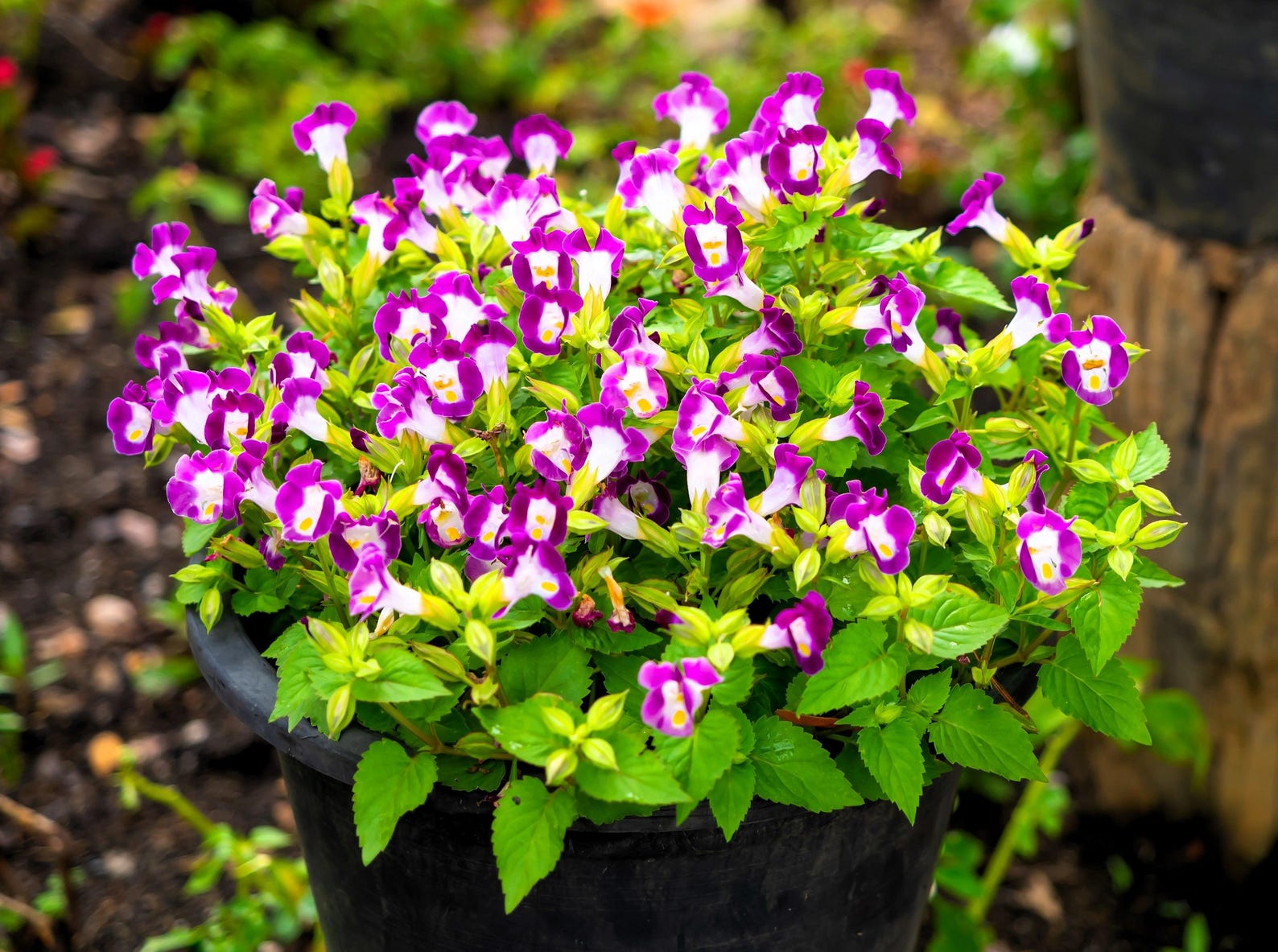 10 KAUAI MIX TORENIA Fournieri Sun or Shade Wishbone Flower Seeds ...
