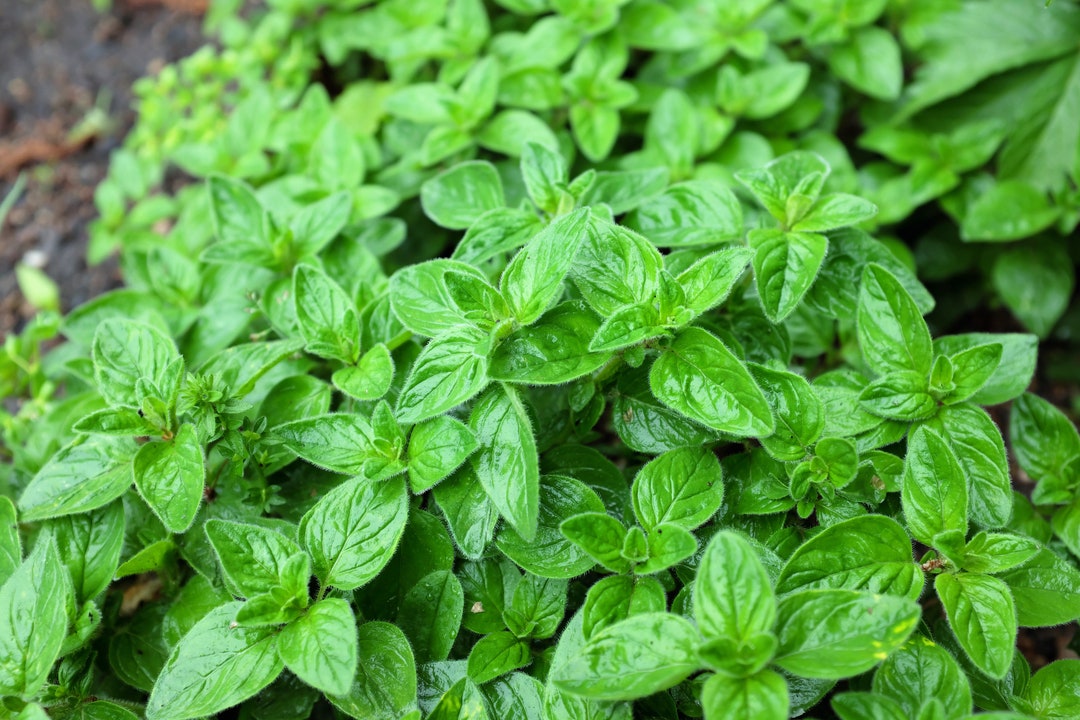 500 OREGANO Origanum Vulgare Herb Purple Butterfly Flower Seeds - Etsy