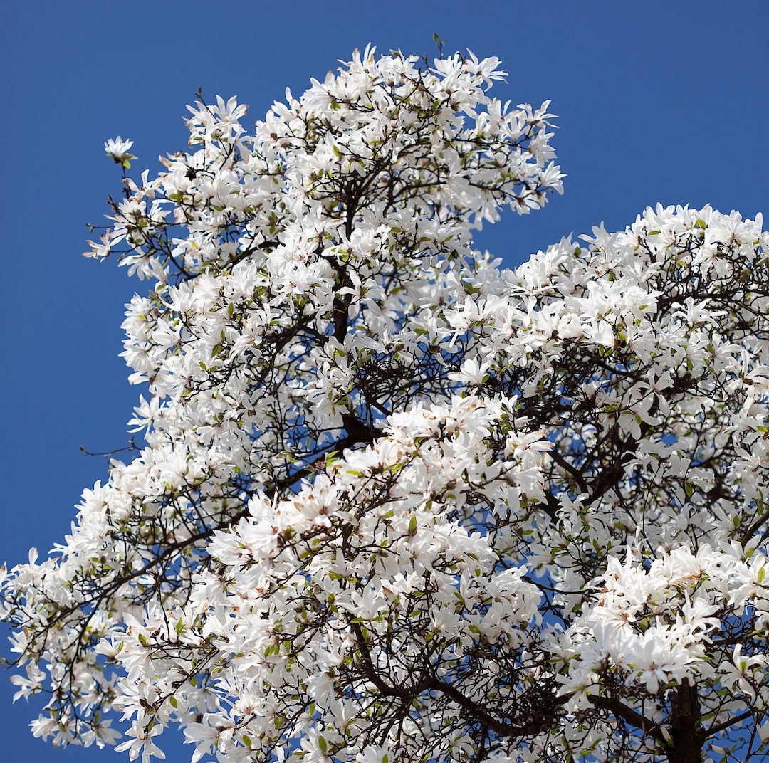 10 KOBUS MAGNOLIA TREE Aka Japanese Magnolia or Kobushi - White Pink 4 ...