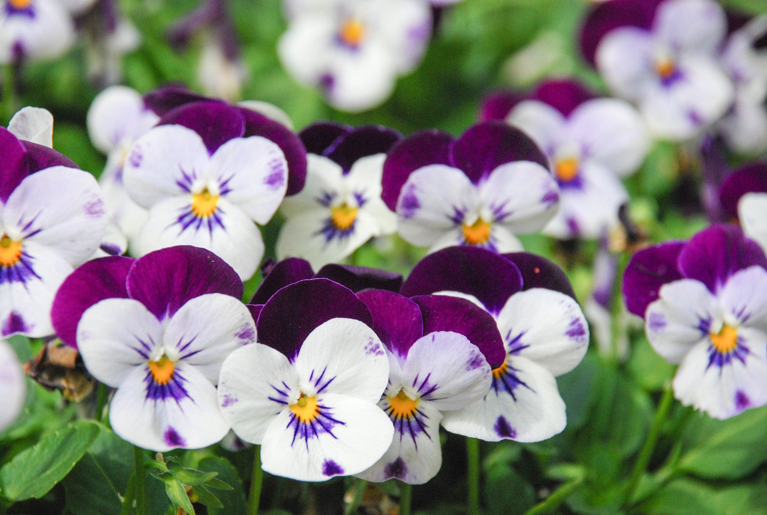 100 JOHNNY JUMP UP Violet Viola Tricolor Flower Seeds - Etsy