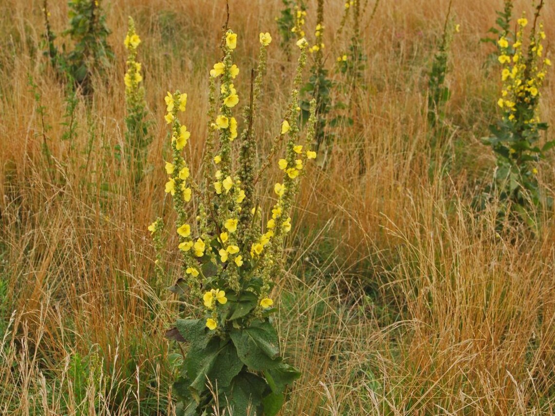 150 YELLOW VERBASCUM Thapsus Common Mullein Flower Herb Seeds - Etsy