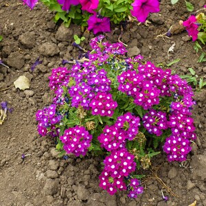 100 MIXED COLORS VERBENA Hybrida Compacta Flower Seeds - Etsy