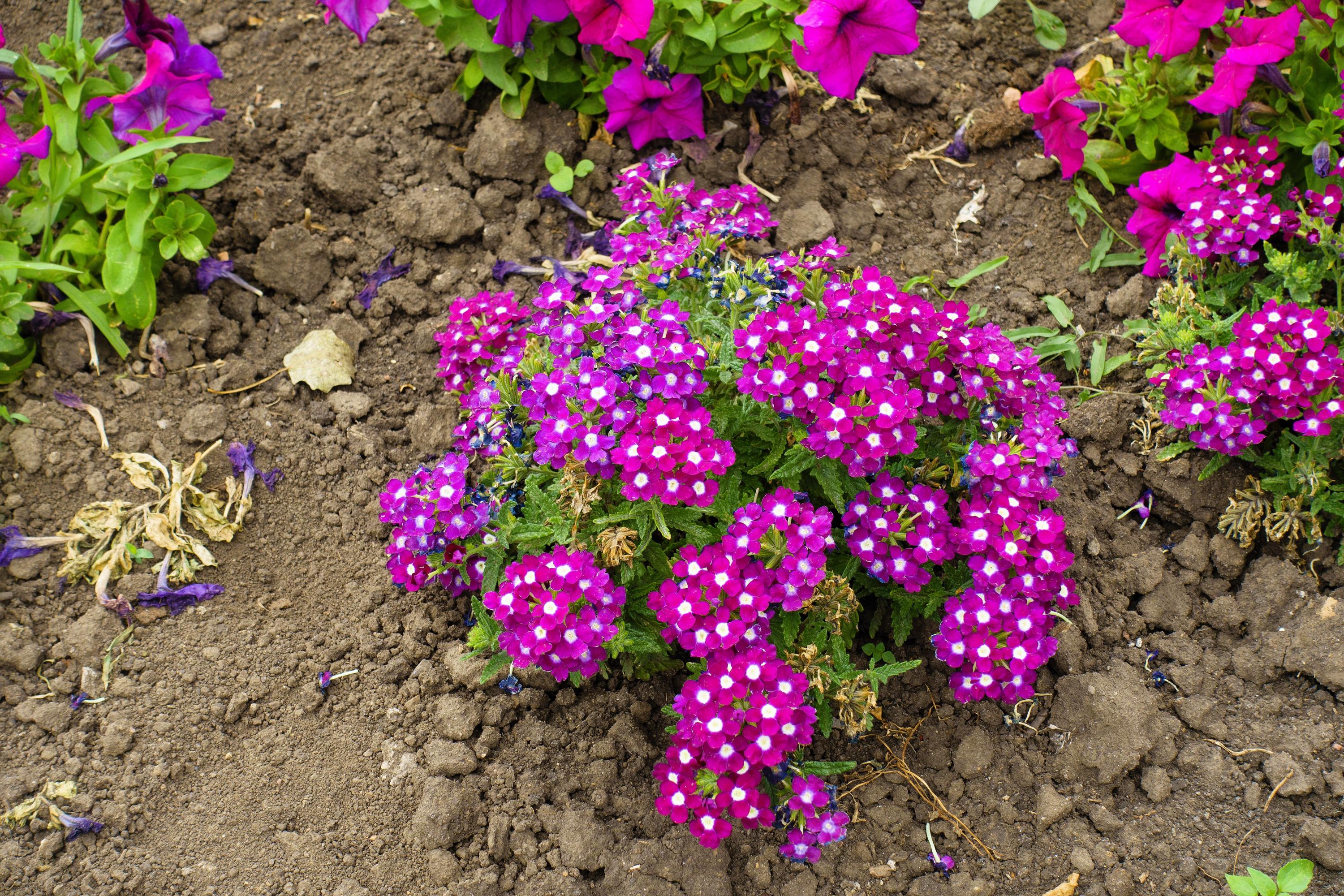 100 MIXED COLORS VERBENA Hybrida Compacta Flower Seeds - Etsy