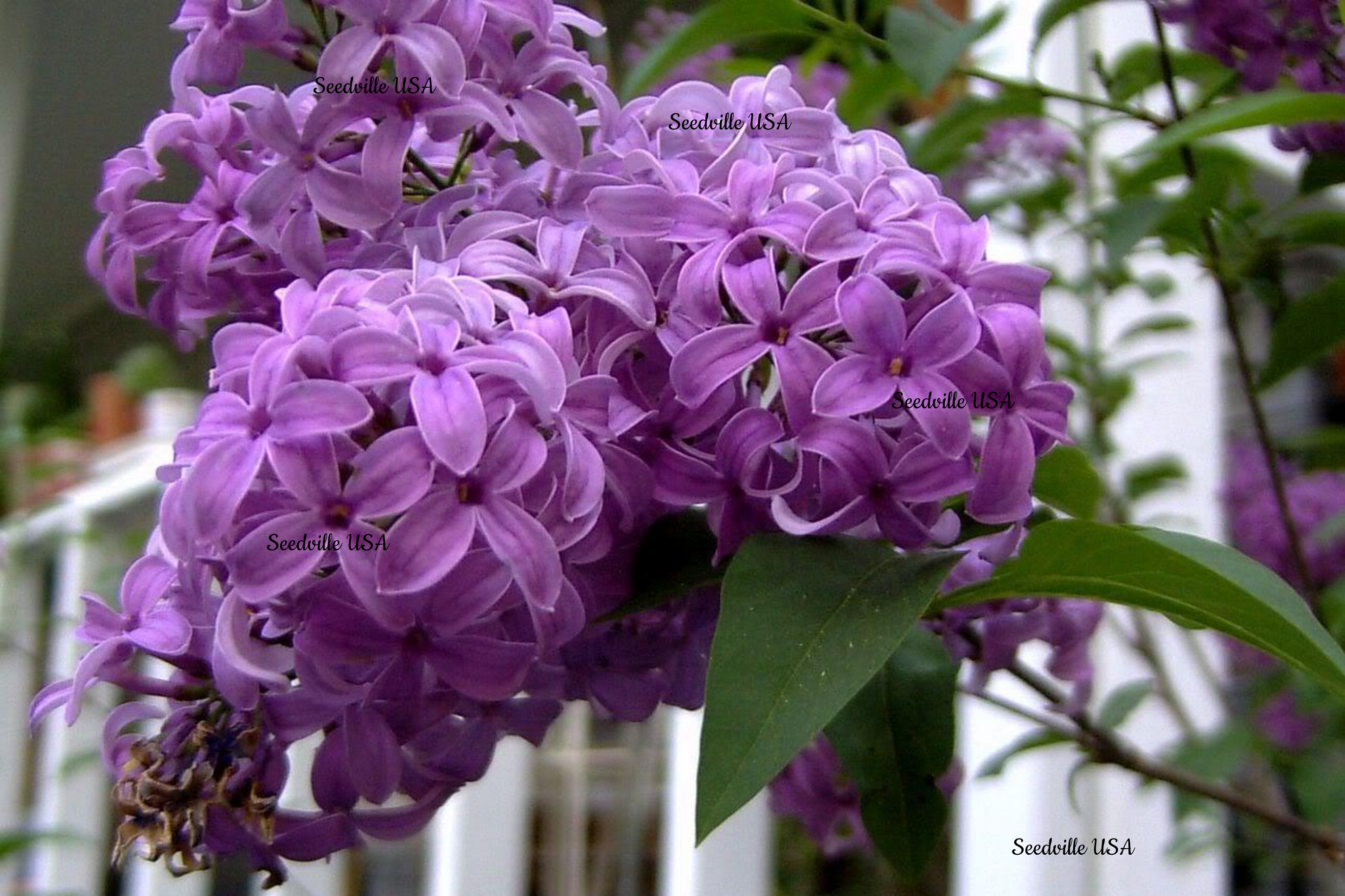 Purple Flowering Shrubs Bushes