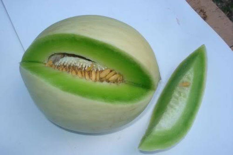 150 HONEYDEW GREEN FLESH Cucumis Melo Inodorus Melon Fruit - Etsy