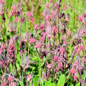 25 PRAIRIE SMOKE Geum Triflorum Purple Prairie Avens Pink Flower Seeds ...