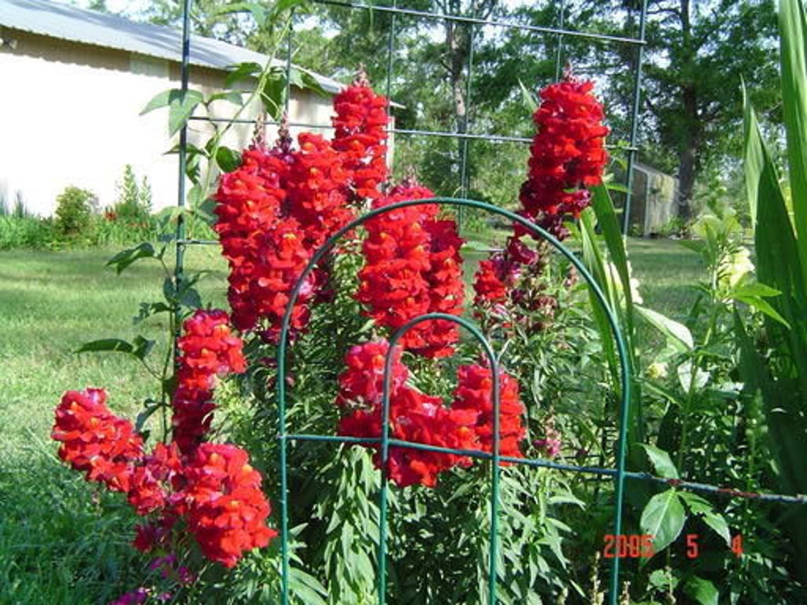 250 RUBY RED SNAPDRAGON Antirrhinum Majus Flower Seeds flat | Etsy