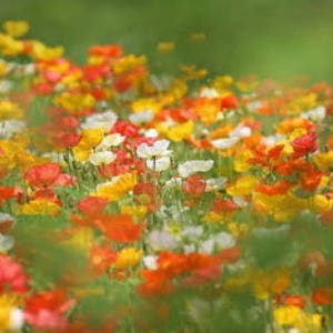 2500 ICELAND POPPY MIX Papaver Nudicaule Mixed Colors Flower Seeds comb ...
