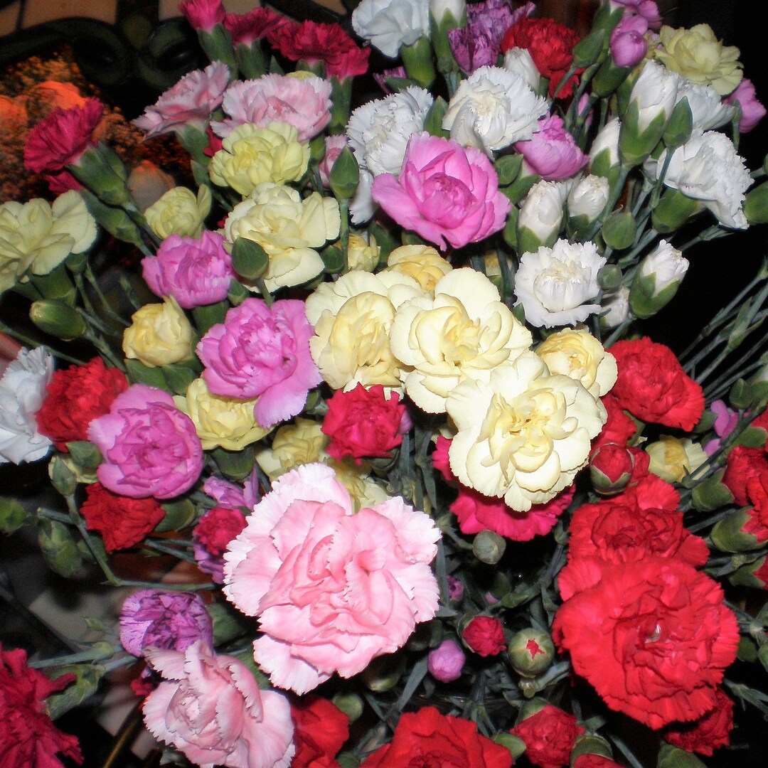 100 Mixed CARNATION / DOUBLE DIANTHUS Chinensis Flower Seeds comb S/H ...