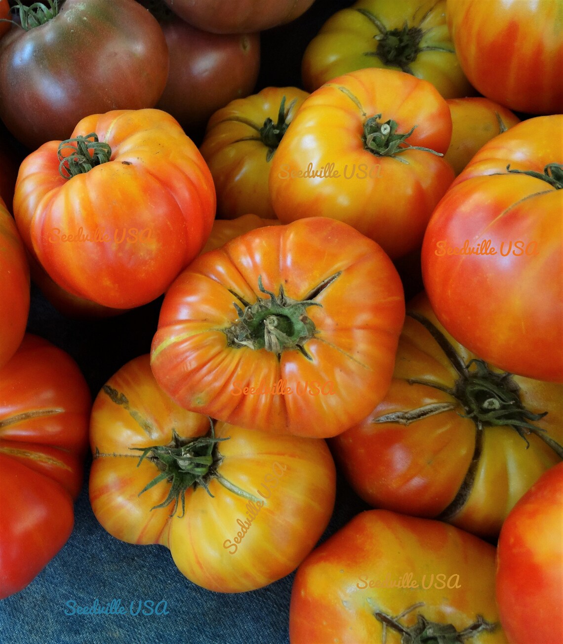 50 OAXACAN JEWEL TOMATO Bicolor Golden Yellow Striped Red - Etsy
