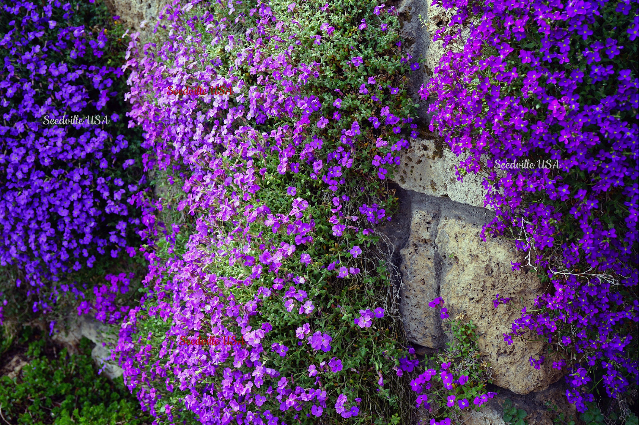400 RAINBOW ROCKCRESS Rock Cress Large Flowered Aubrieta Cultorum 400-rainbow-rockcress-rock-cress-large-flowered-aubrieta-cultorum