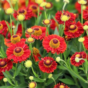 100 HELENIUM ' AUTUMN LEAVES ' Mix Helenium Autumnale Sneezeweed Mixed ...
