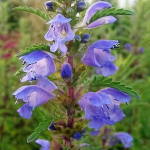 50 Purple False Dragon DRAGONS HEAD Obedient Plant Dracocephalum Flower ...