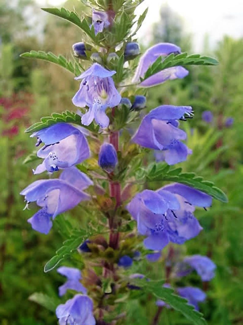 50 Purple False Dragon DRAGONS HEAD Obedient Plant - Etsy Canada
