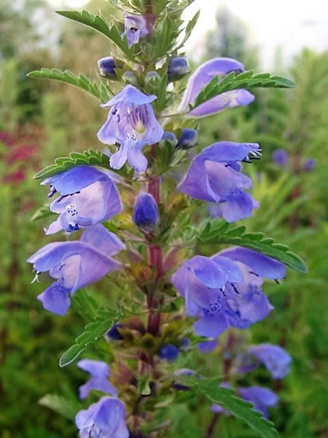 50 Purple False Dragon DRAGONS HEAD Obedient Plant | Etsy
