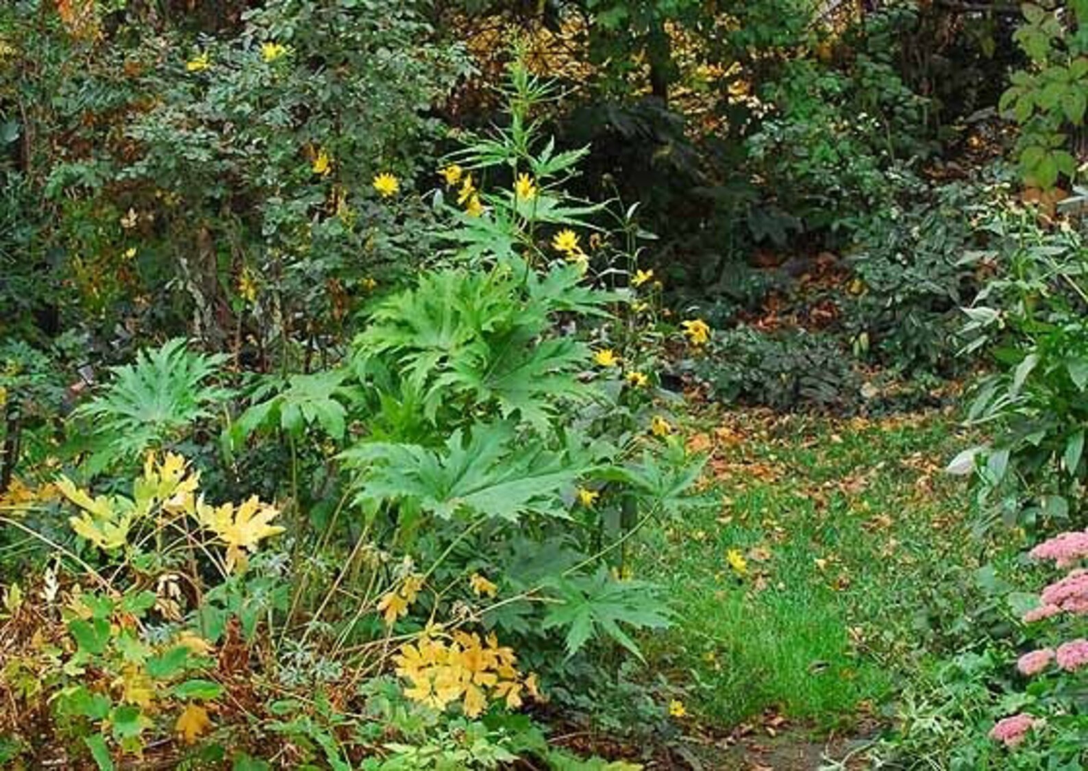 200 WHITE GLADE MALLOW Napaea Dioica Flower Seeds - Etsy