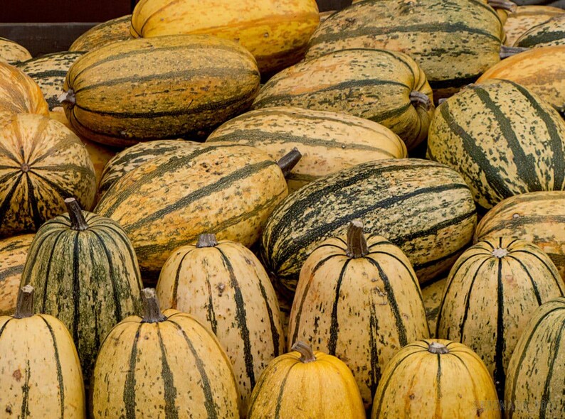50 DELICATA SQUASH Striped Sweet Potato Cucurbita Pepo Vegetable Seeds ...