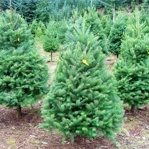 20 DOUGLAS FIR Tree Abies Pseudotsuga Menziesii Christmas Tree Blue ...