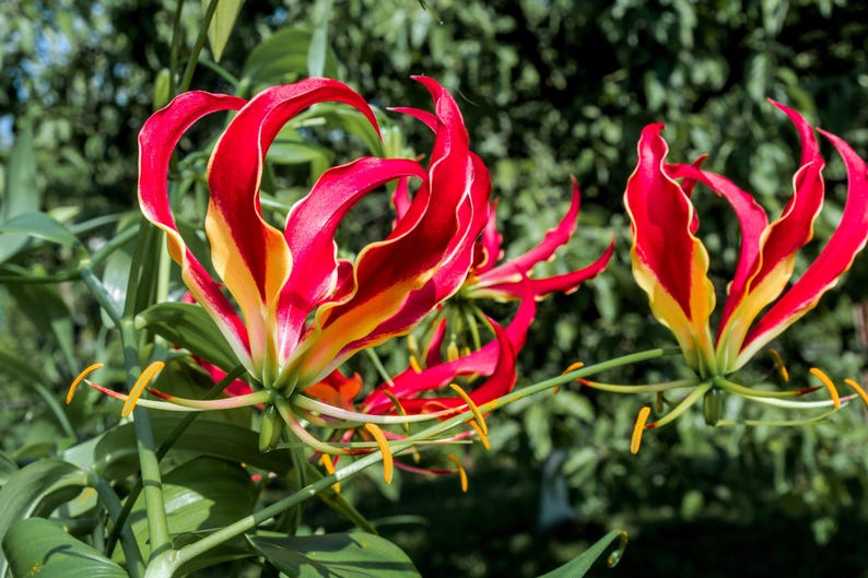 10 RED GLORIOSA LILY Flame Lily Gloriosa Superba Red & Yellow Flower ...