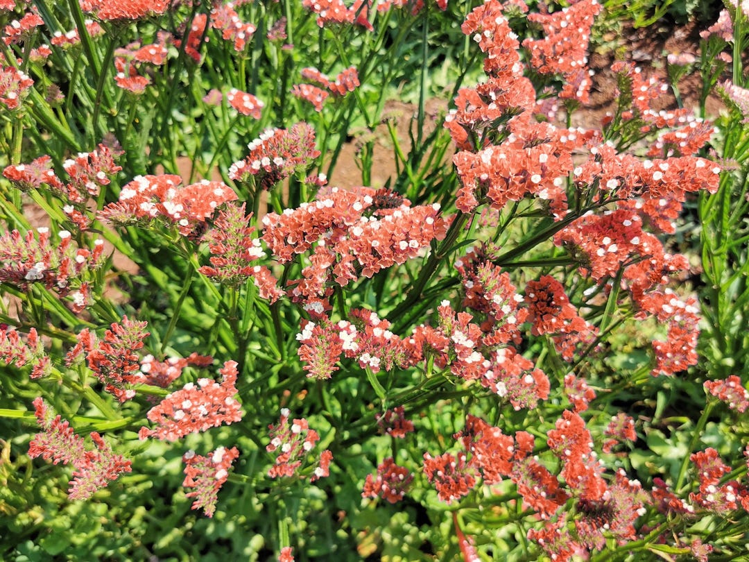 50 APRICOT BEAUTY STATICE Limonium Sinuatum Flower Seeds *comb S/H - Etsy