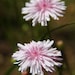 25 PINK HAWKSBEARD Crepis Rubra Flower Seeds Everlasting Daisy - Etsy ...